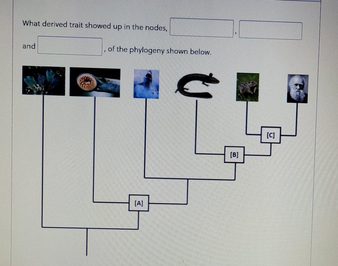 Solved What derived trait showed up in the nodes, and of the | Chegg.com