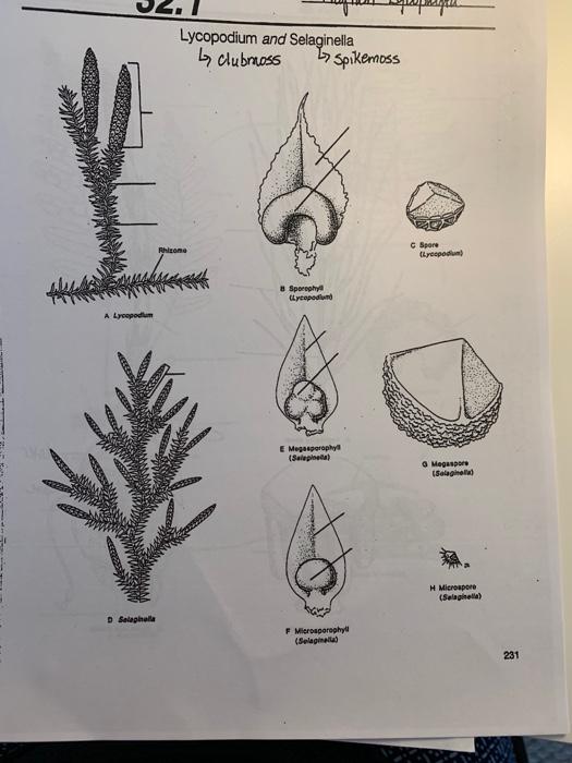 Solved Worksheet 33.3 Phylum Pterophyta Fern Gametophyte A | Chegg.com