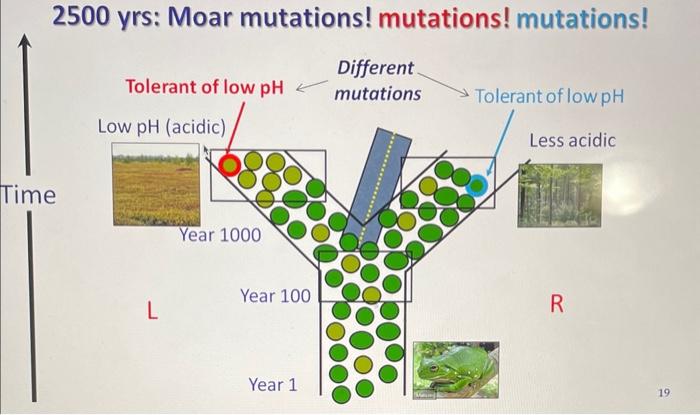 Solved We have learned two geographical speciation modes - | Chegg.com