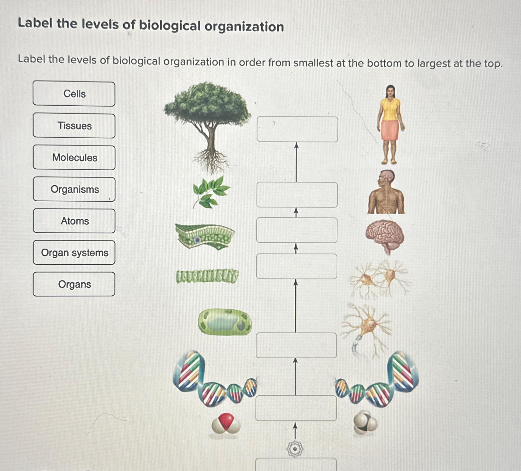 Solved Label the levels of biological organizationLabel the | Chegg.com
