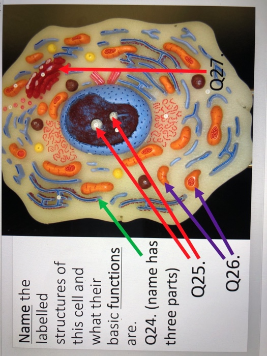 Q18. What shape do these cells have? Q19. What is | Chegg.com