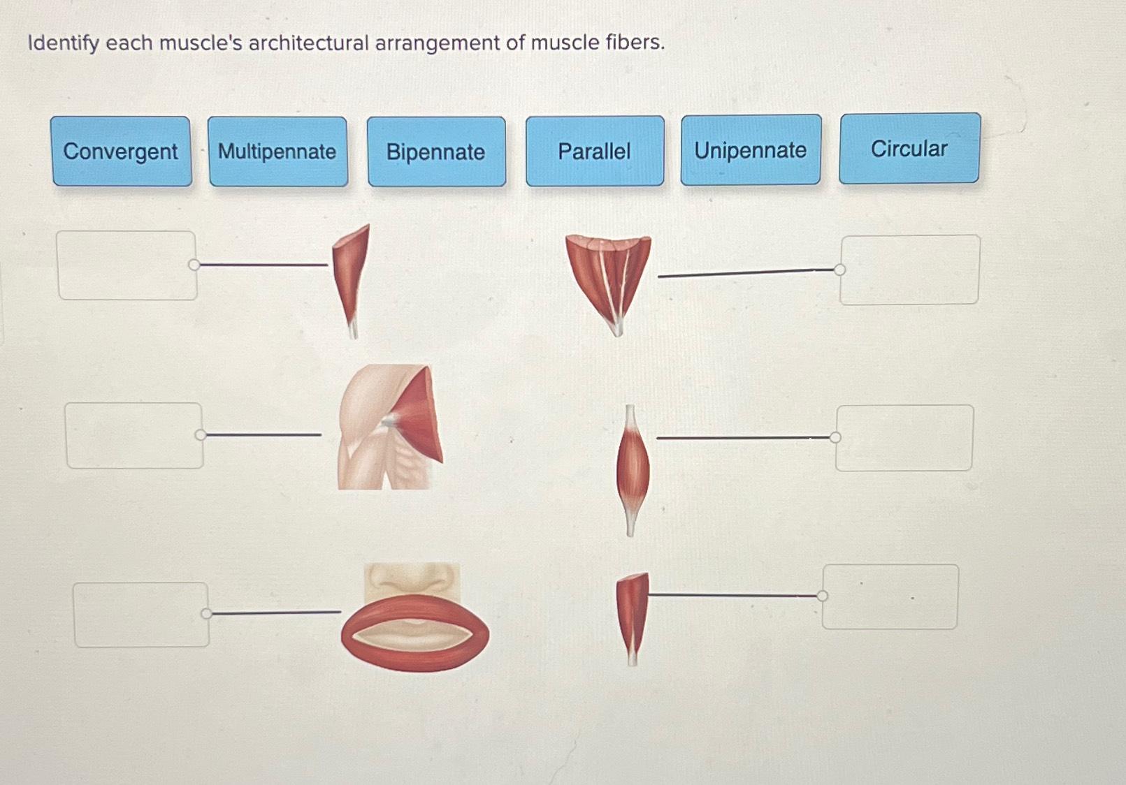 Solved Identify each muscle's architectural arrangement of | Chegg.com