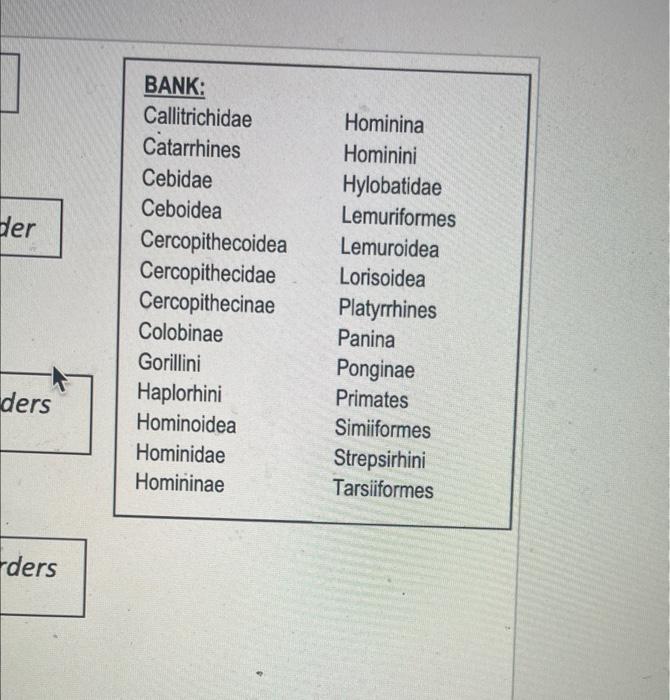 BANK: Callitrichidae Catarrhines Cebidae Ceboidea | Chegg.com
