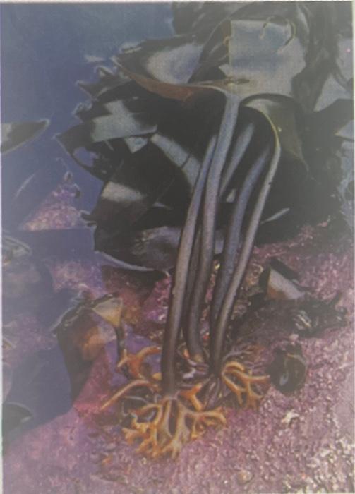 Solved observe the image of an example from phylum | Chegg.com