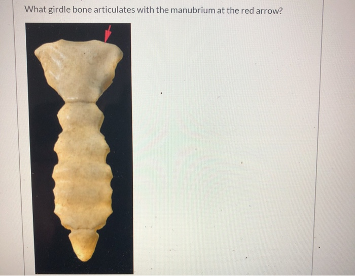 Solved What girdle bone articulates with the manubrium at | Chegg.com