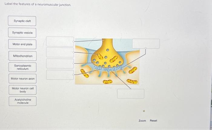 Solved Label the features of a neuromuscular junction. | Chegg.com