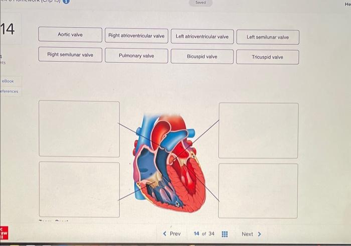 Solved identify the name(s) of each of the four valves of | Chegg.com