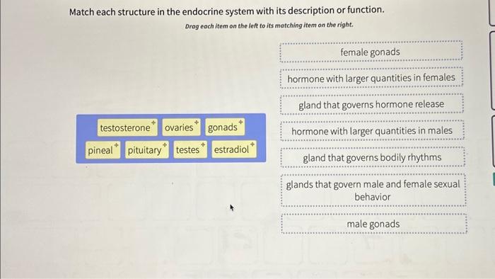Solved Match each structure in the endocrine system with its | Chegg.com
