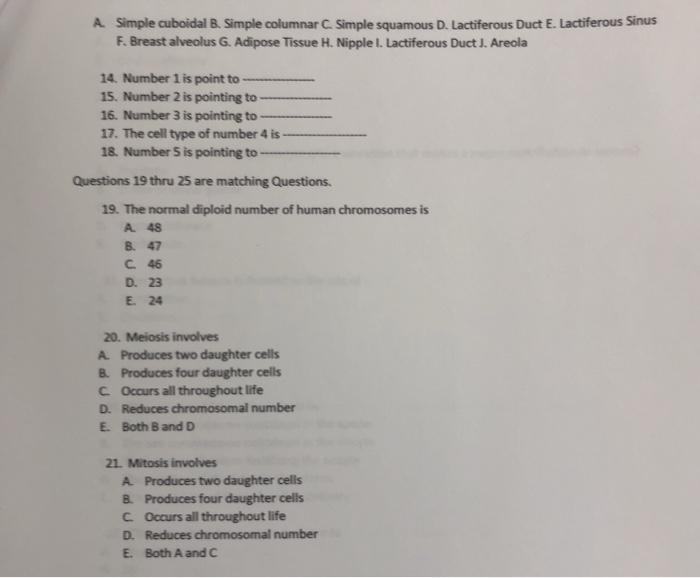Solved A Simple cuboidal B. Simple columnar Simple squamous | Chegg.com