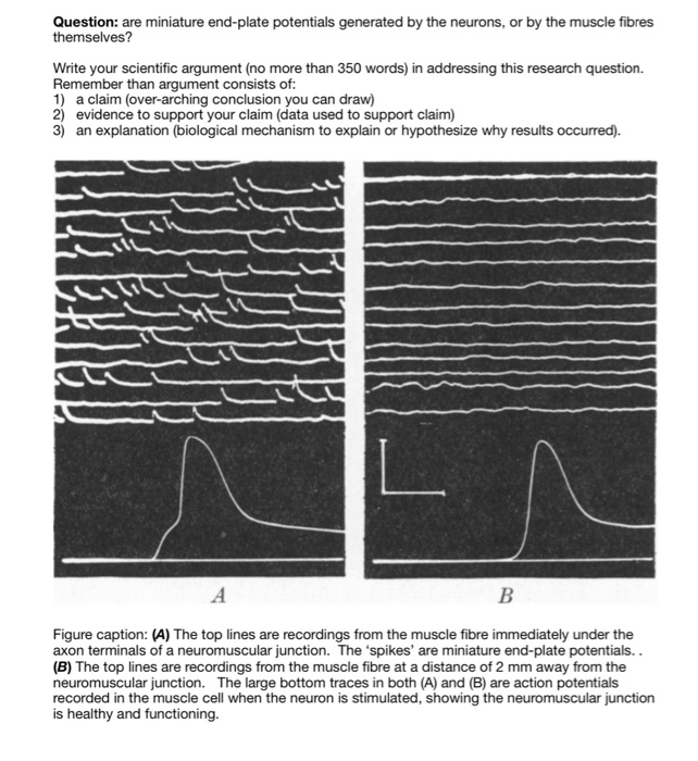 Solved Neuromuscular junction (end-plate potentials)Fig A. | Chegg.com