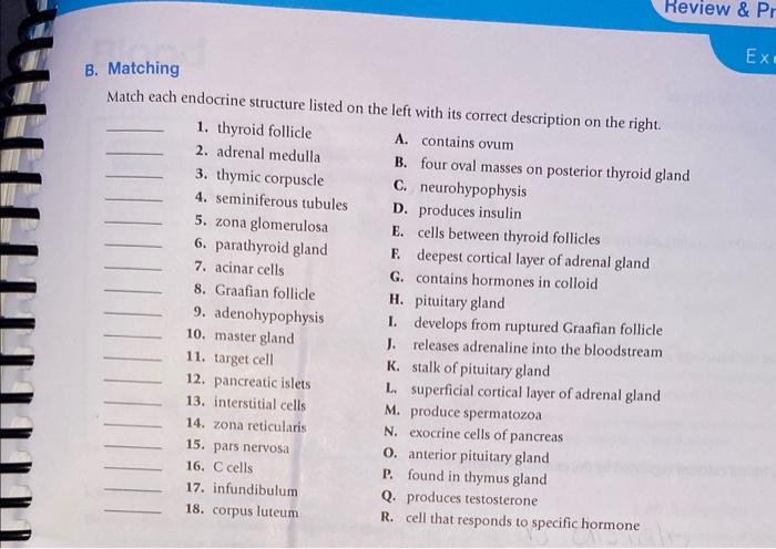 Solved Match each endocrine structure listed on the left | Chegg.com