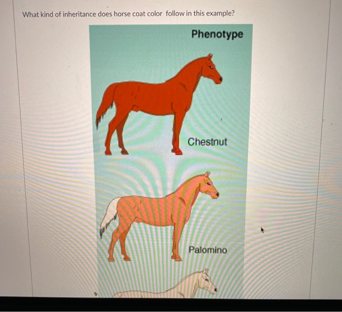 Solved What kind of inheritance does horse coat color follow | Chegg.com