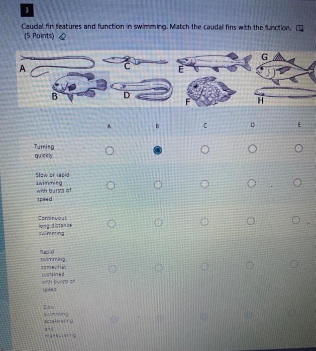 Solved Caudal fin features and function in swimming. Match | Chegg.com