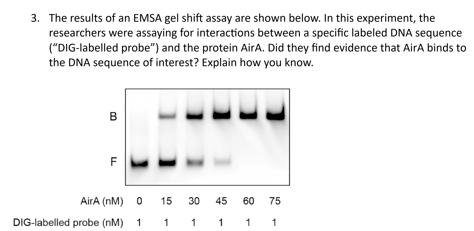 Solved The results of an EMSA gel shift assay are shown | Chegg.com