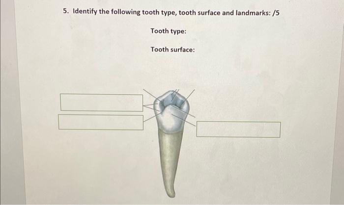 Solved 1. Identify the following tooth type, tooth surface | Chegg.com