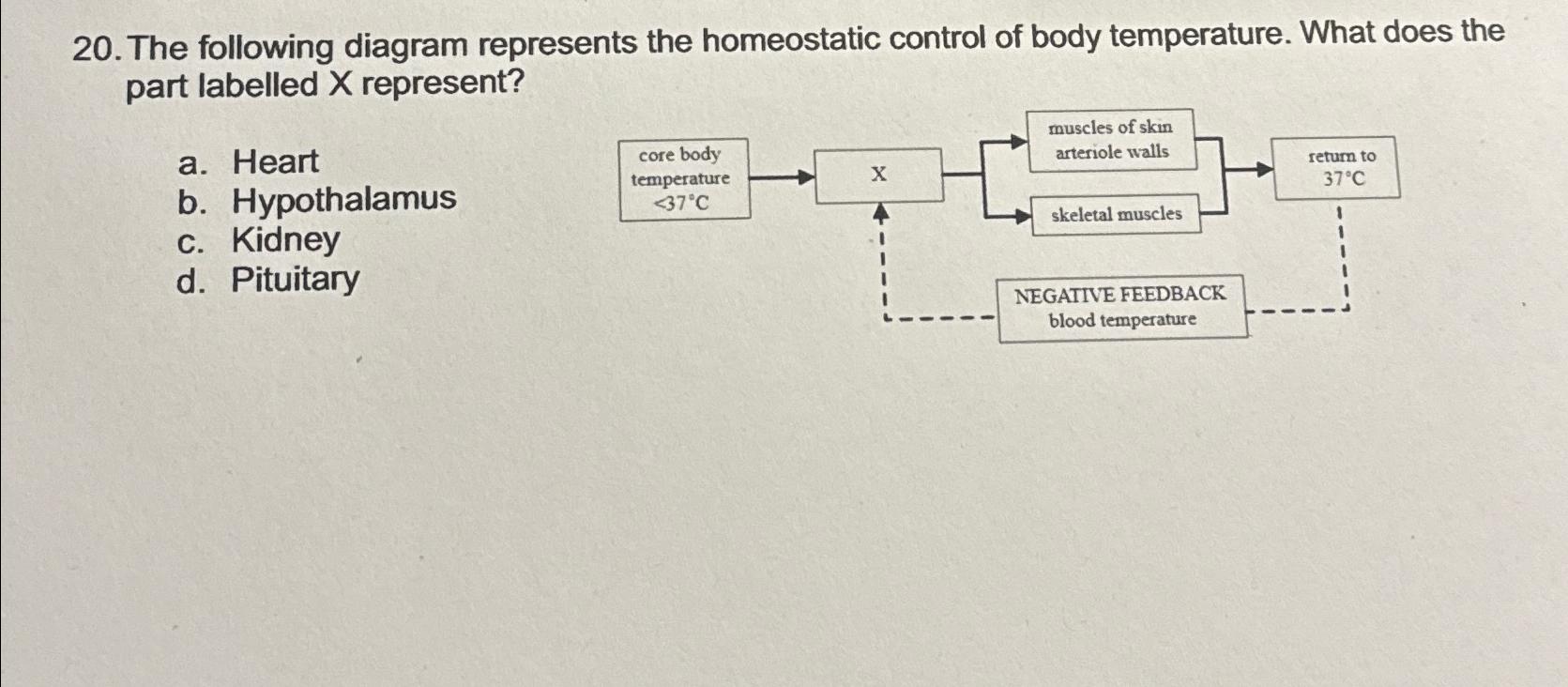 Solved The following diagram represents the homeostatic | Chegg.com