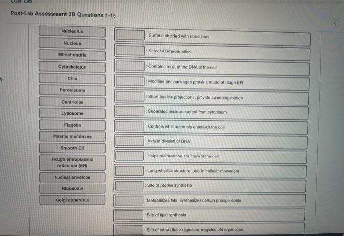 Solved Post Lab Assessment 3b Questions 1 15 Nucleolus 