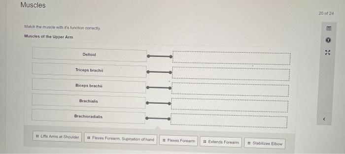 Solved Muscles 20 of 24 Match the muscle with it's function | Chegg.com