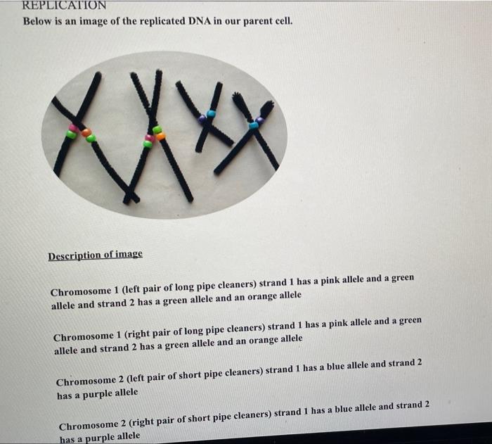 Solved REPLICATION Below is an image of the replicated DNA | Chegg.com