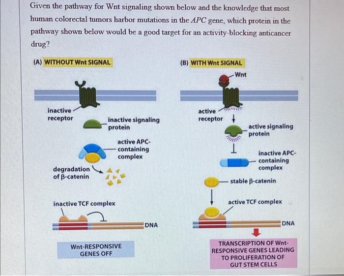 Solved Given the pathway for Wnt signaling shown below and | Chegg.com
