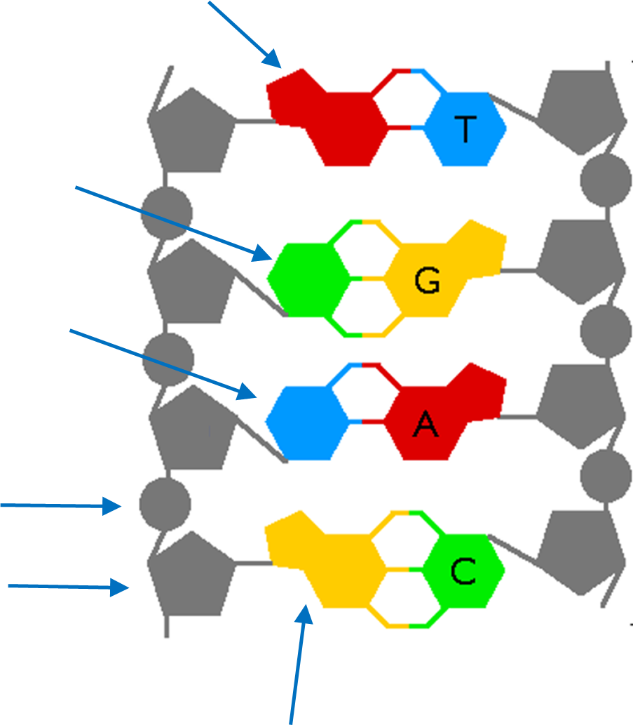 Solved Match the shapes with the correct DNA component. | Chegg.com