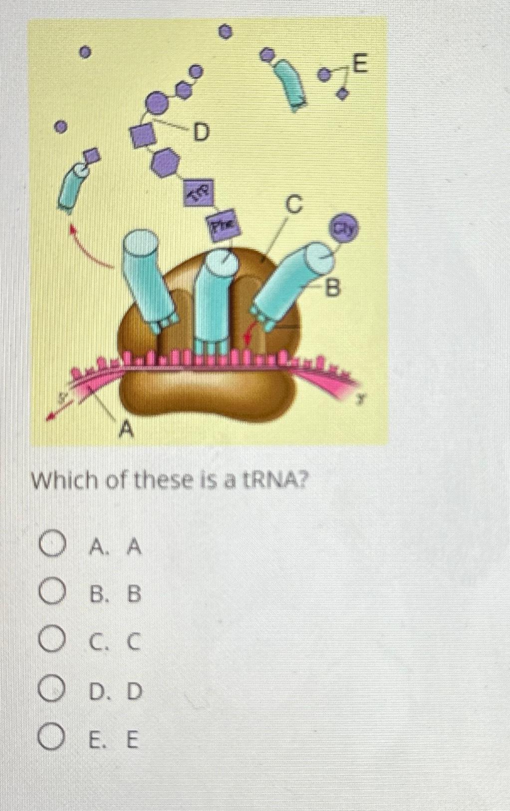 Solved Which of these is a tRNA?A. ﻿AB. ﻿BC. ﻿CD. ﻿DE. ﻿E | Chegg.com
