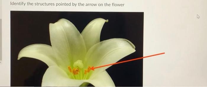 Solved Identify the structures pointed by the arrow on the | Chegg.com