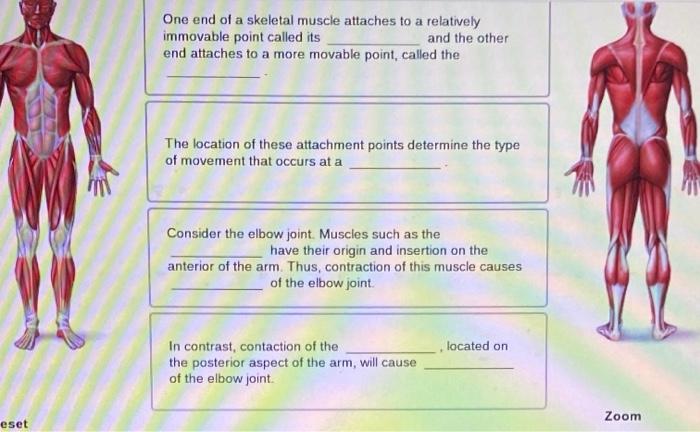 Solved Effect of Muscle Location On Movement Complete the | Chegg.com