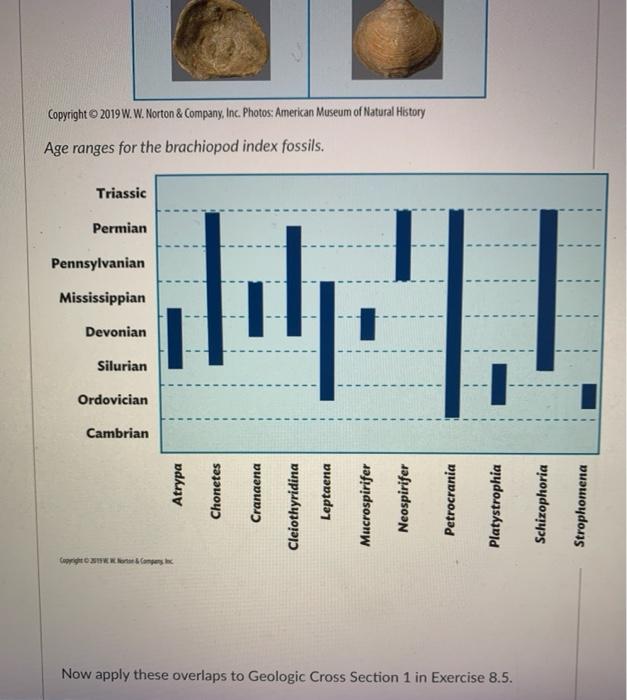 Solved Now Apply These Overlaps To Geologic Cross Section 1