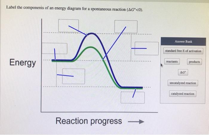 Solved Label the components of an energy diagram for a | Chegg.com