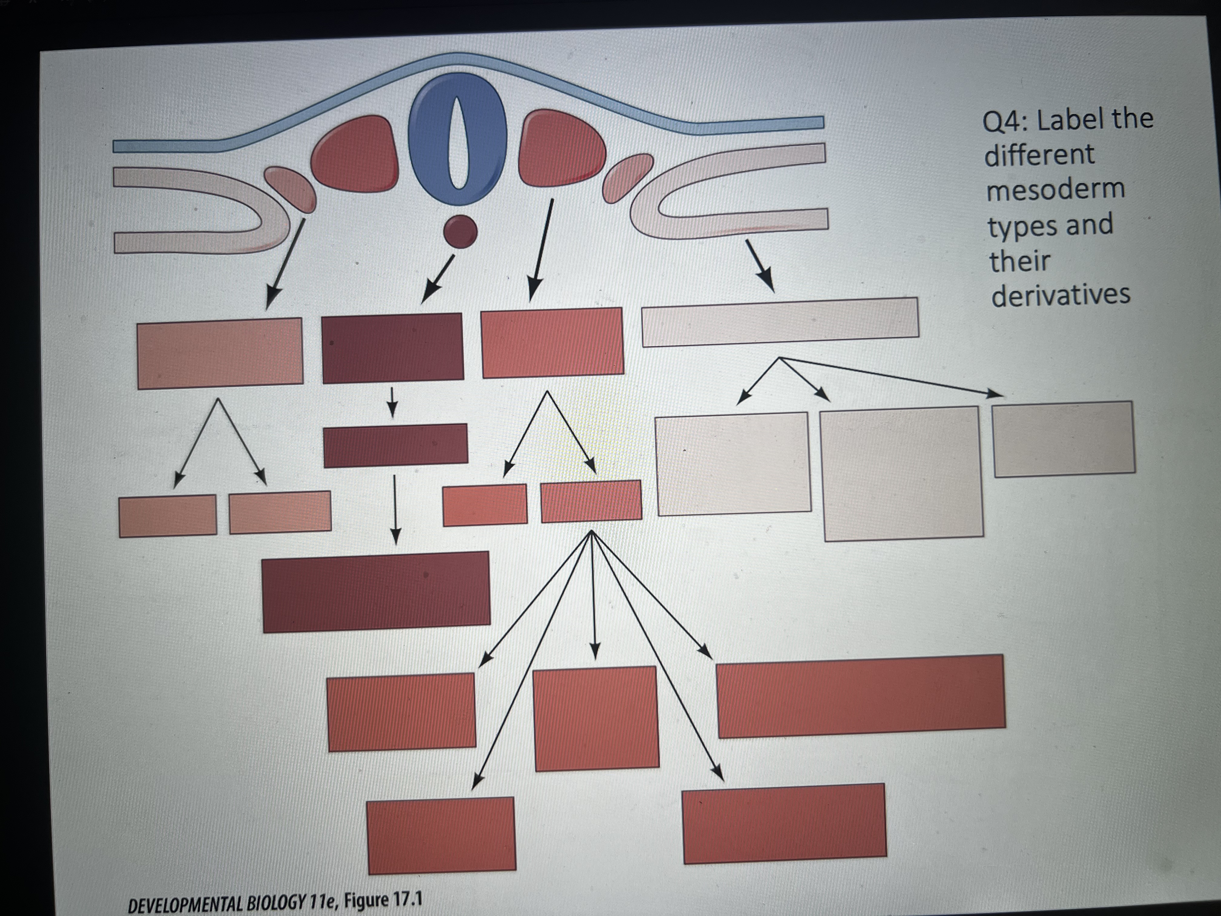 Solved Label the different mesoderm types and their | Chegg.com