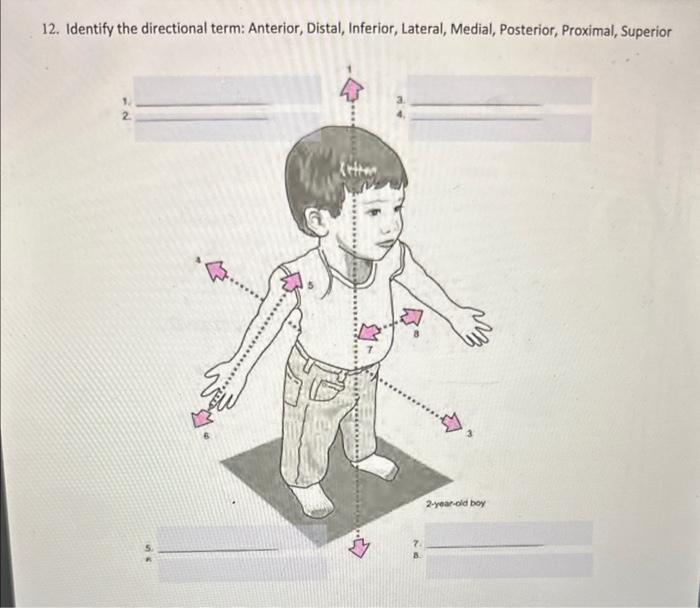 Solved 12. Identify the directional term: Anterior, Distal, | Chegg.com