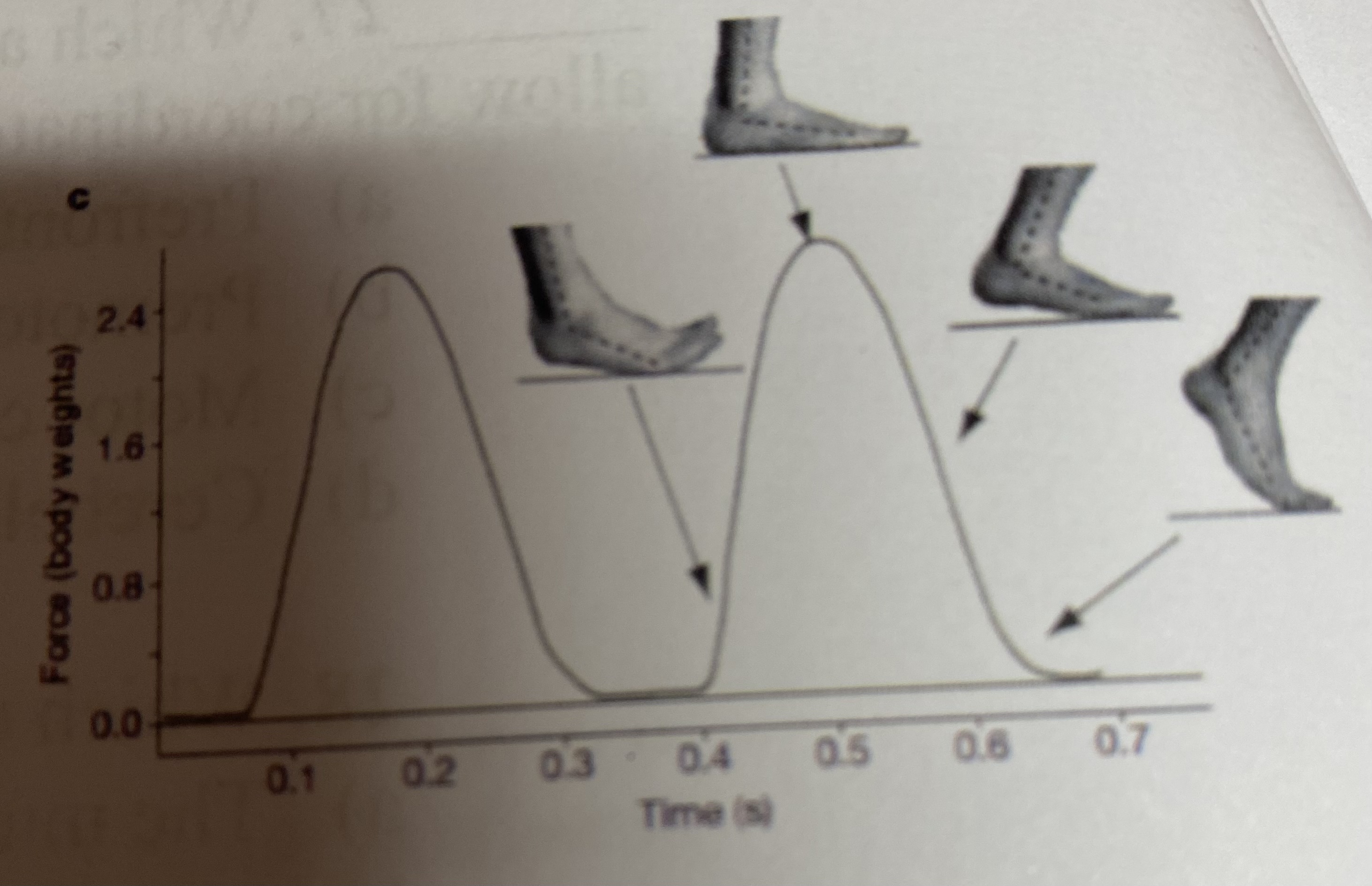 Solved The graph shows the ground reaction forces of landing | Chegg.com