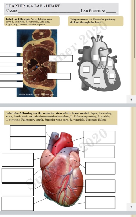 Solved CHAPTER 18A LAB - HEART NAME: LAB SECTION: Label the | Chegg.com