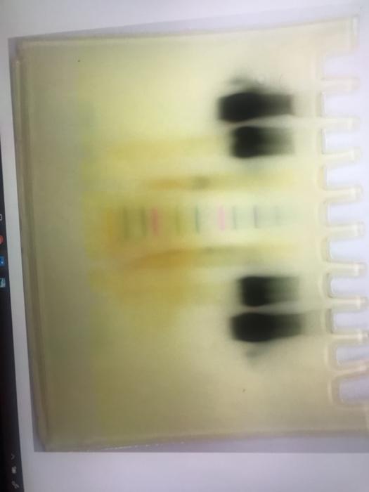 Solved completely label gel image 7.4SDS PAGE Complete | Chegg.com