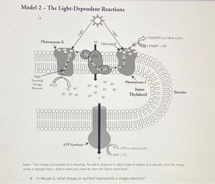 Model 2 - The Light-Dependent Reactions Light Licht | Chegg.com