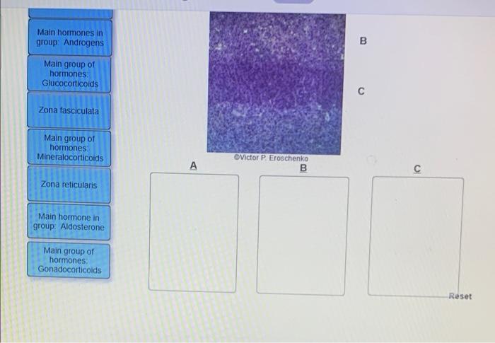 Solved Sove Identify the adrenal cortex layer, group of | Chegg.com