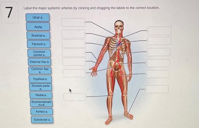 Solved Label the major systemic arteries by clicking and | Chegg.com