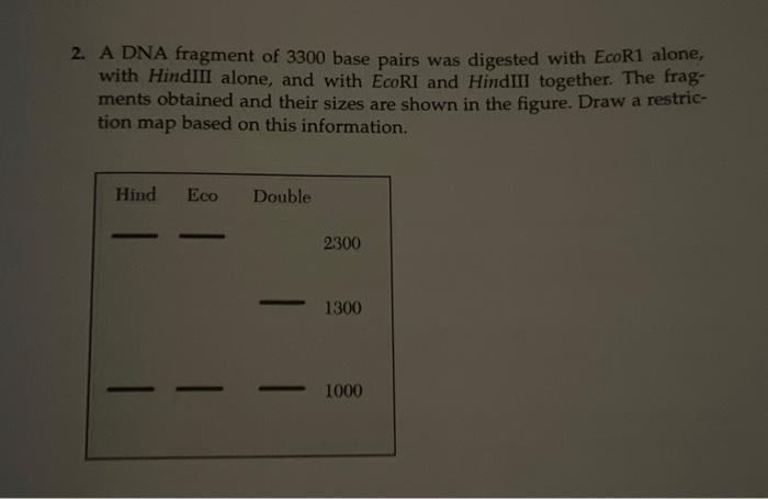 Solved 2. A DNA fragment of 3300 base pairs was digested | Chegg.com