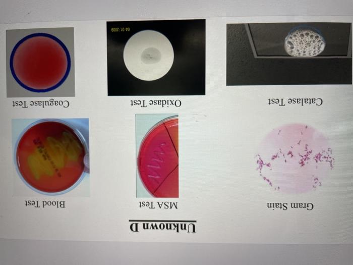 Solved Unknown D Gram Stain MSA Test Blood Test Catalase | Chegg.com
