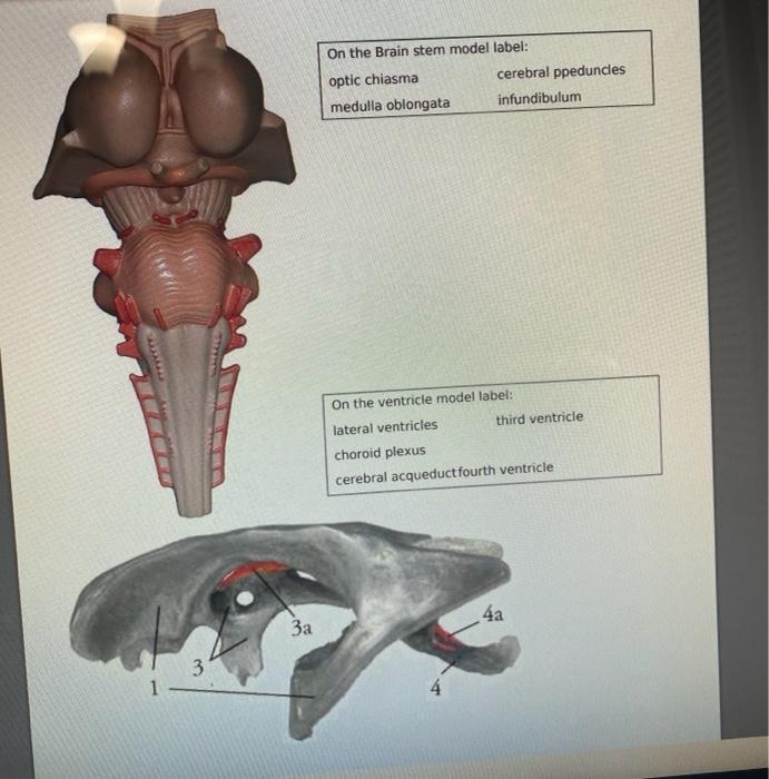 Solved On the Brain stem model label: optic chiasma cerebral | Chegg.com