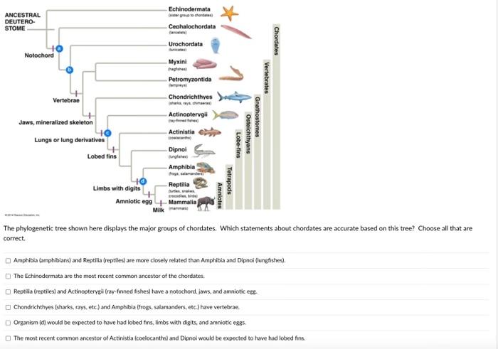 Solved The phylogenetic tree shown here displays the major | Chegg.com