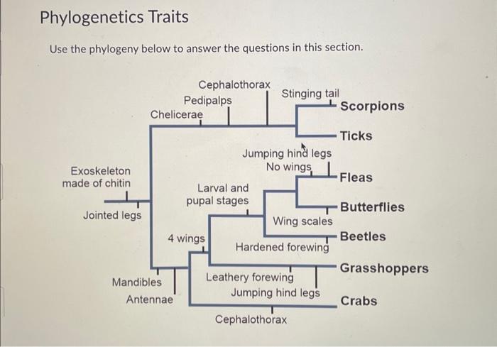 Solved Phylogenetics Traits Use the phylogeny below to | Chegg.com