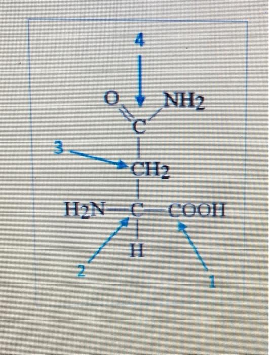 Solved consider the amino acid structure shown. which of the | Chegg.com