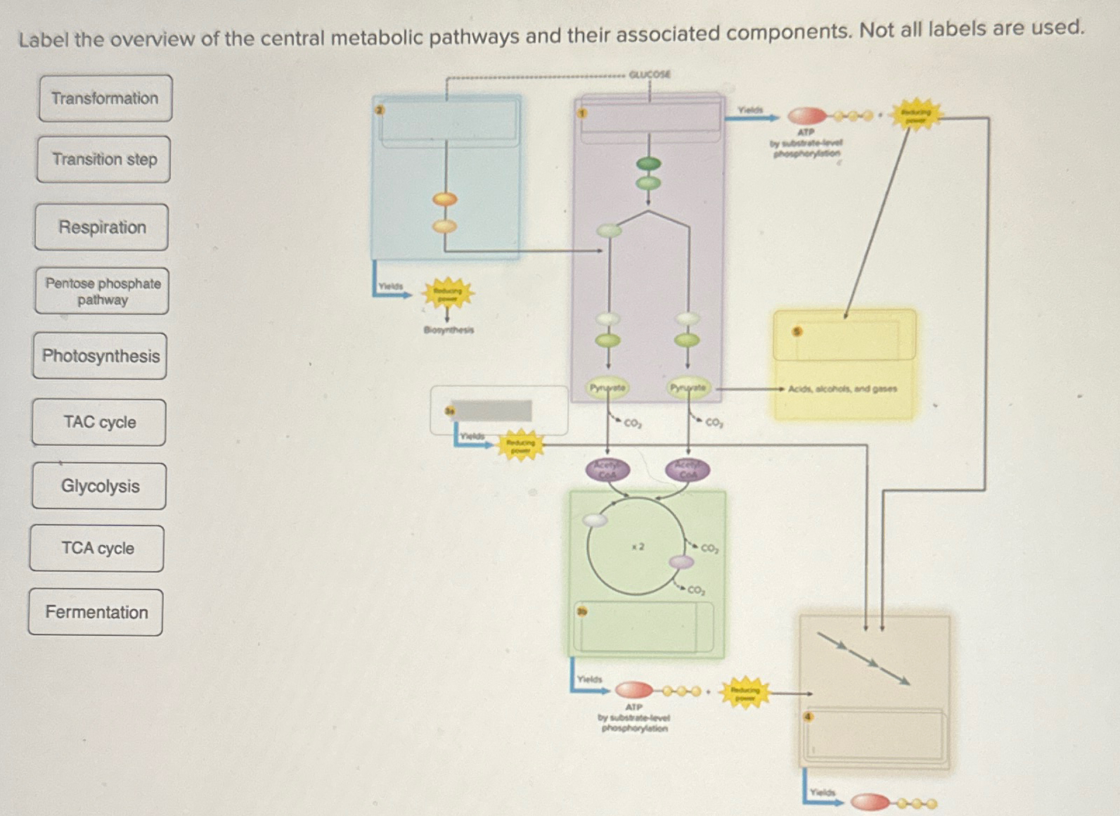 Solved Label the overview of the central metabolic pathways | Chegg.com