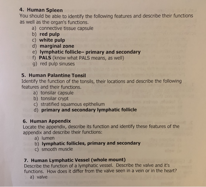 Solved 1. Thymus (Human thymus - fetal section) You should | Chegg.com