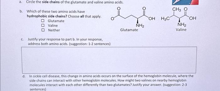 Solved a. Circle the side chains of the glutamate and valine | Chegg.com