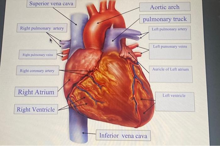 Solved Superior vena cava Aortic arch pulmonary truck Right | Chegg.com