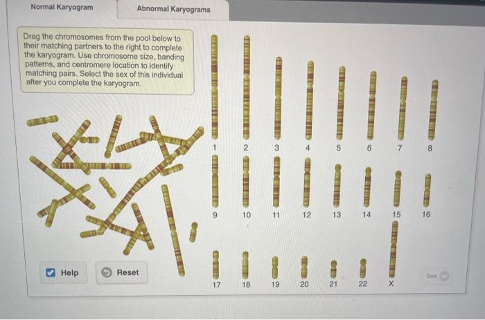 Use the karyotype interactive to answer the question. | Chegg.com