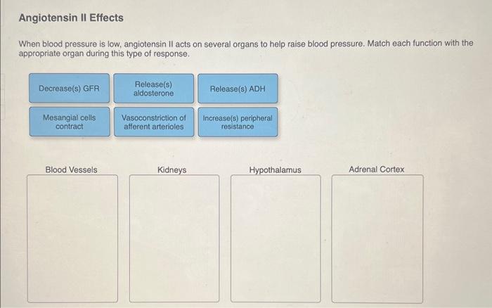 Solved Angiotensin II Effects | Chegg.com